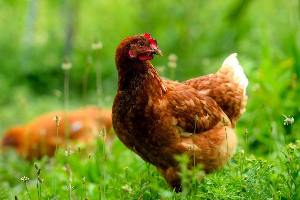 The Eurovo Group is the European market leader in eggs and egg products.